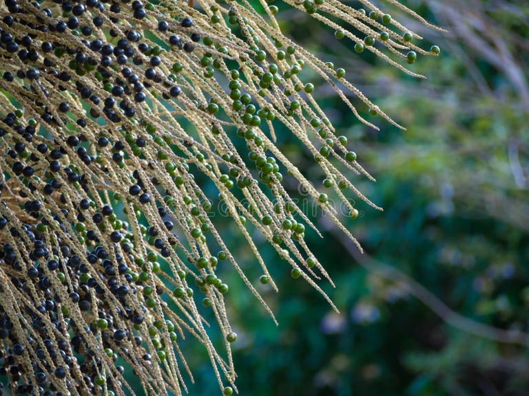 Acai stock photo. Image of trees, berries, unready, amazon - 44167102
