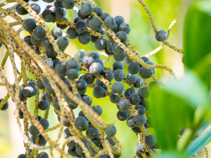 Acai stock photo. Image of energy, brazil, unripened - 44167114