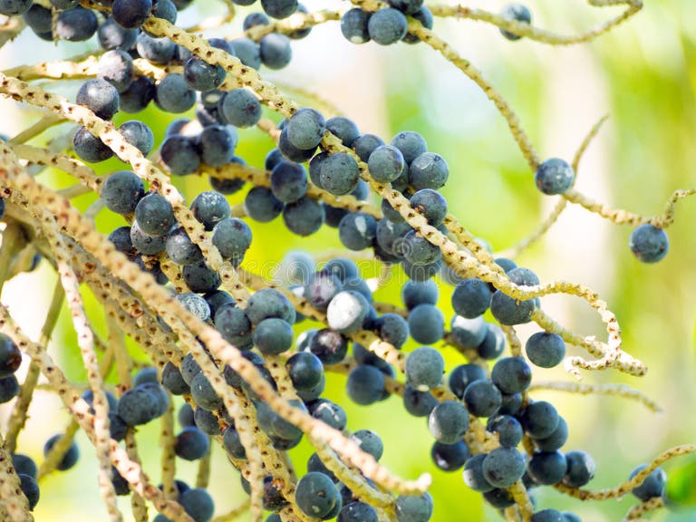 1,607 Acai Palm Stock Photos - Free & Royalty-Free Stock Photos from ...