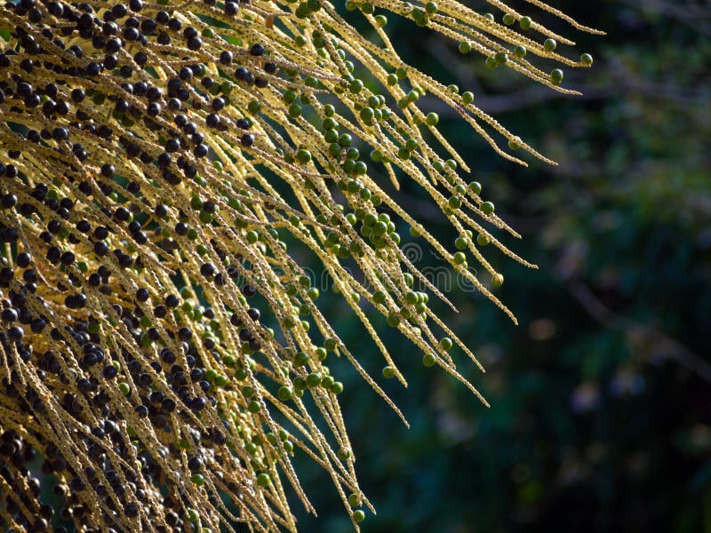 Acai stock image. Image of clump, tree, energy, brazil - 44167149