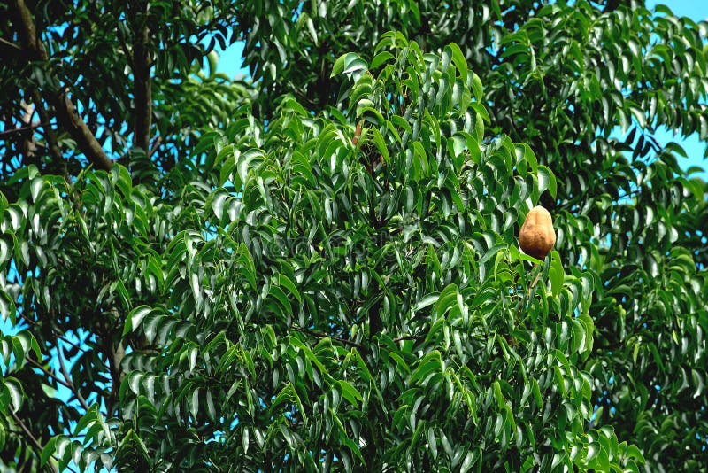 Acajou photo stock. Image du vert, durée, médecine, nature - 102062190