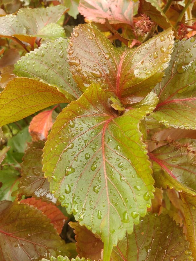 Acalypha Copper Leaf in Water Drop with Nature Stock Image - Image of ...