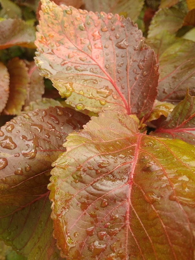 Acalypha Copper Leaf in Water Drop with Nature Stock Photo - Image of ...