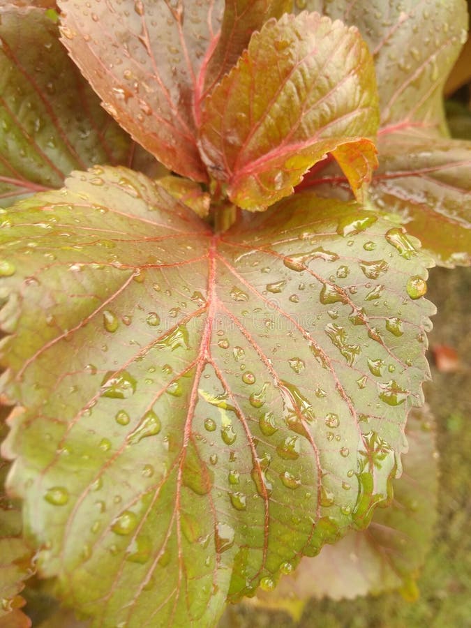 Acalypha Copper Leaf in Water Drop with Nature Stock Photo - Image of ...