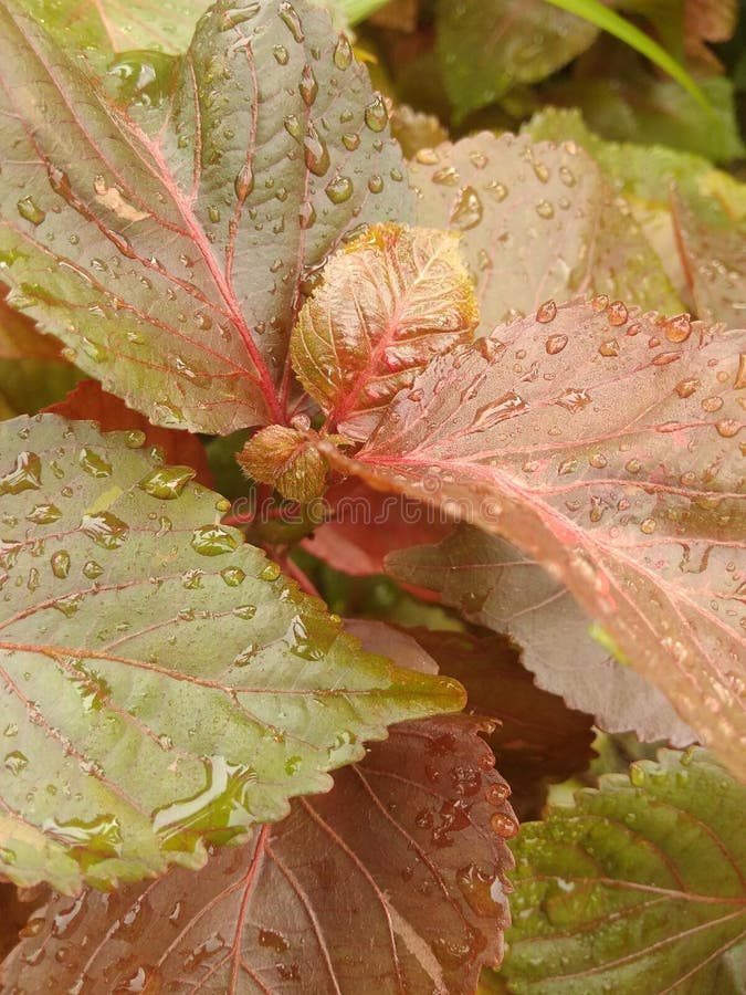 Acalypha Copper Leaf in Water Drop with Nature Stock Image - Image of ...