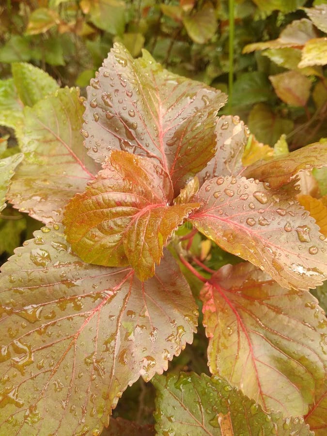 Acalypha Copper Leaf in Water Drop with Nature Stock Image - Image of ...