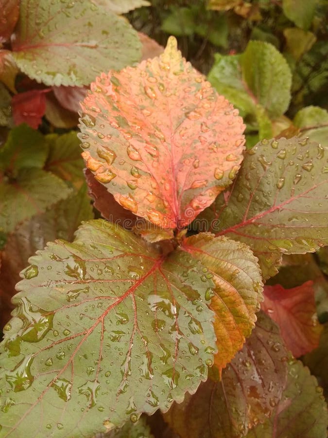 Acalypha Copper Leaf in Water Drop with Nature Stock Photo - Image of ...