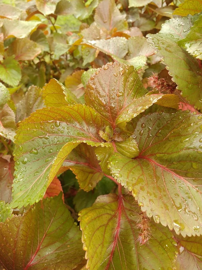 Acalypha Foliage Water Drops Stock Image - Image of evergreen, leave ...