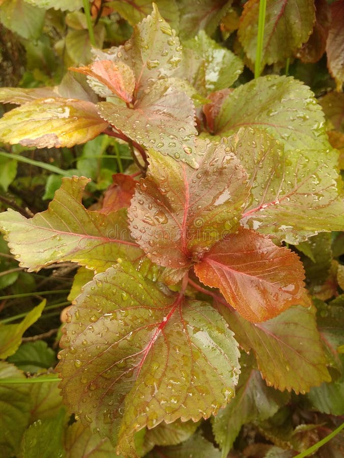 Acalypha Foliage Water Drops in Garden Stock Photo - Image of acalypha ...