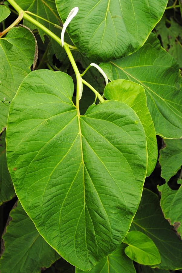 Acalypha hispida Alba stock photo. Image of green, horticultural ...