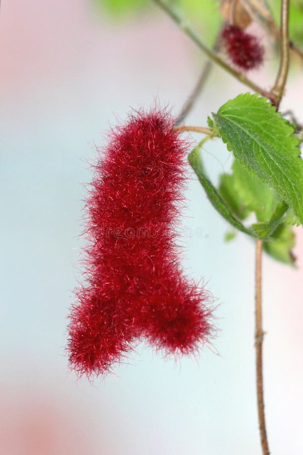 Acalypha Hispida Chenille Plant Red Fluffy Flower Spike Stock Photo ...