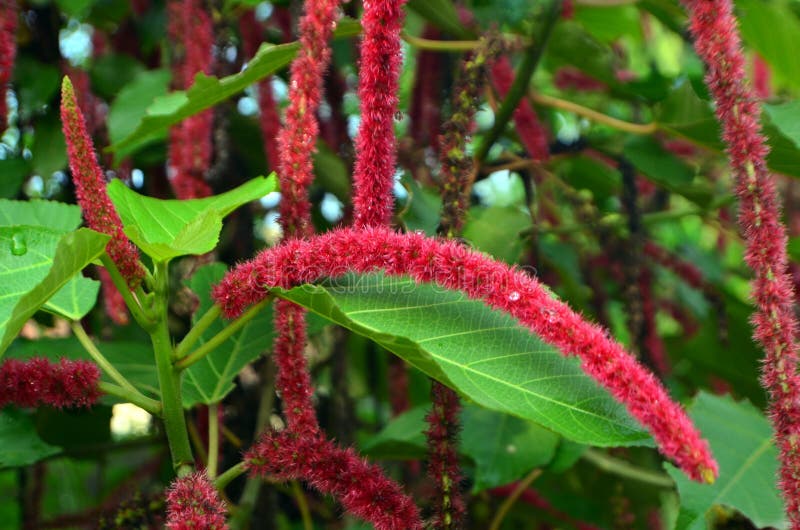 Acalypha hispida flower stock image. Image of branch - 264698431