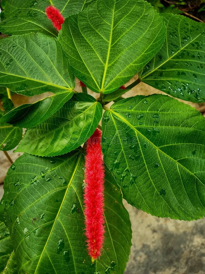 237 Large Evergreen Shrub Grows Stock Photos - Free & Royalty-Free ...