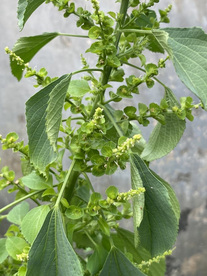 774 Acalypha Plant Stock Photos - Free & Royalty-Free Stock Photos from ...