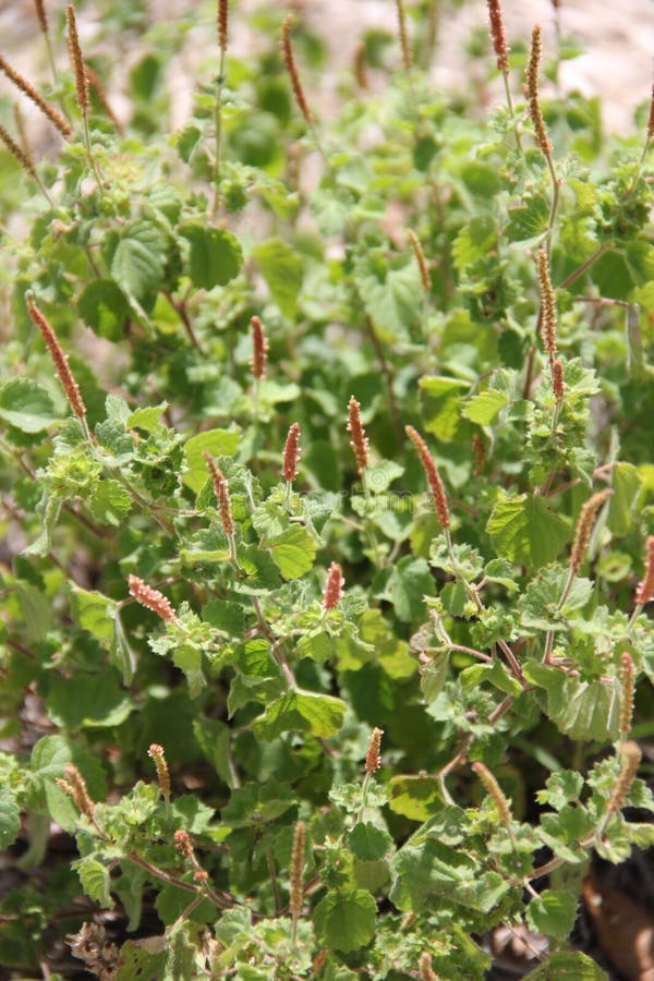 Acalypha monostachya stock photo. Image of euphorbiaceae - 56961152