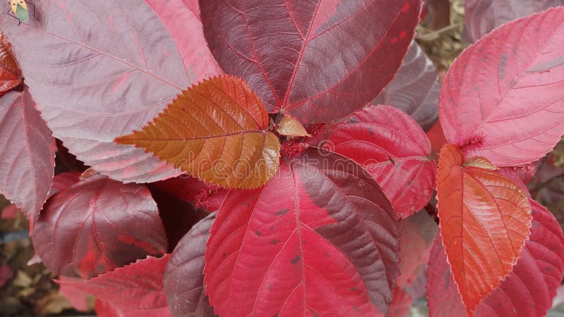 Beautiful Red of Acalypha Hispida Flowers with Fresh Green Leaves. this ...