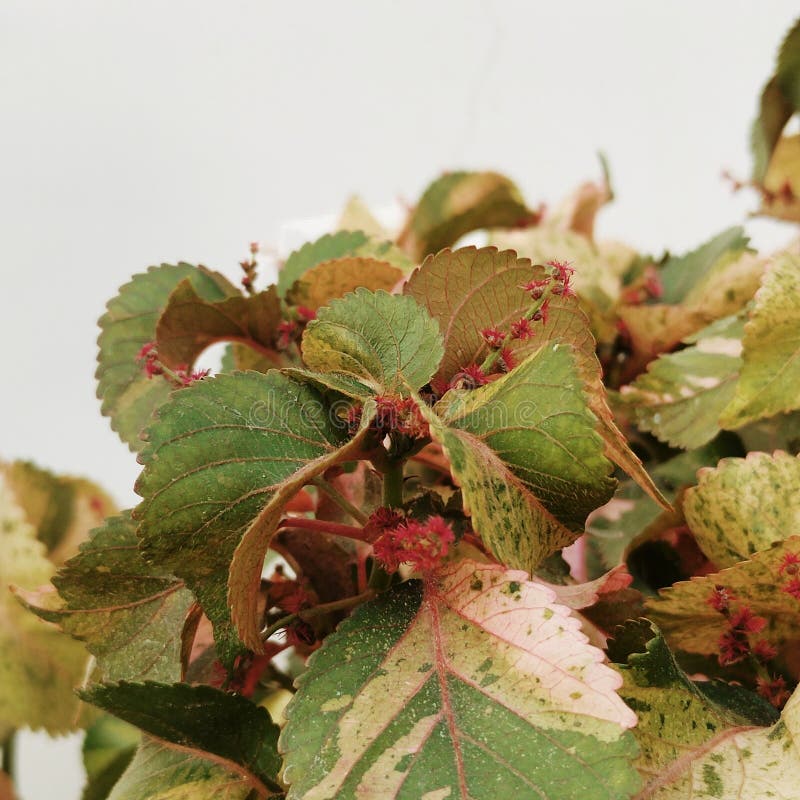 Acalypha wilkesiana stock image. Image of herb, produce - 246158211