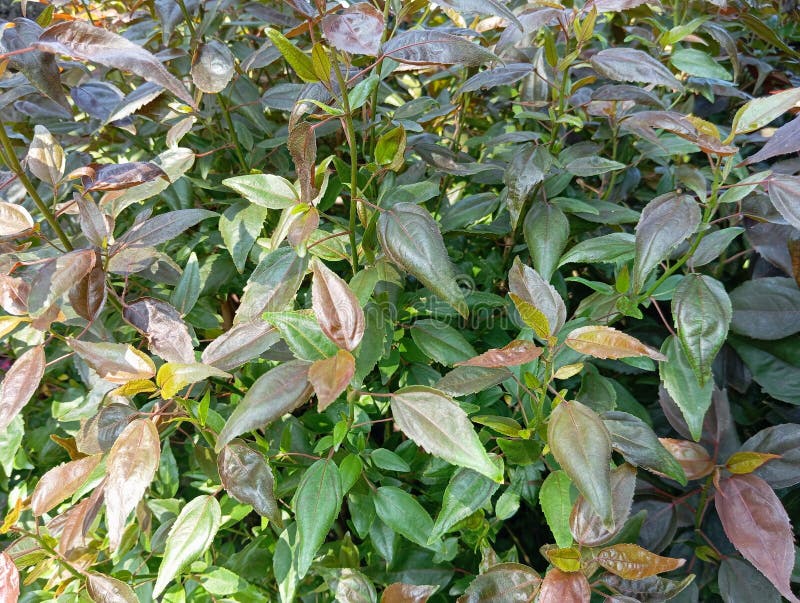 Acalypha Wilkesiana in the Garden Stock Image - Image of acalypha ...