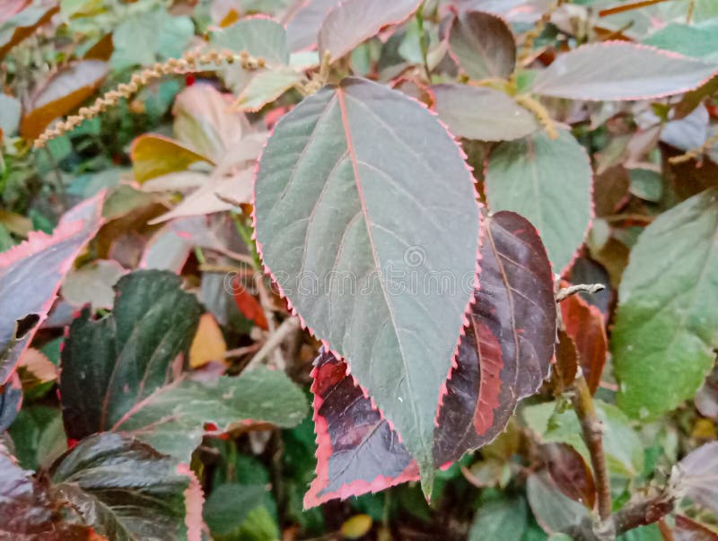 Acalypha wilkesiana plant stock image. Image of evergreen - 232002003