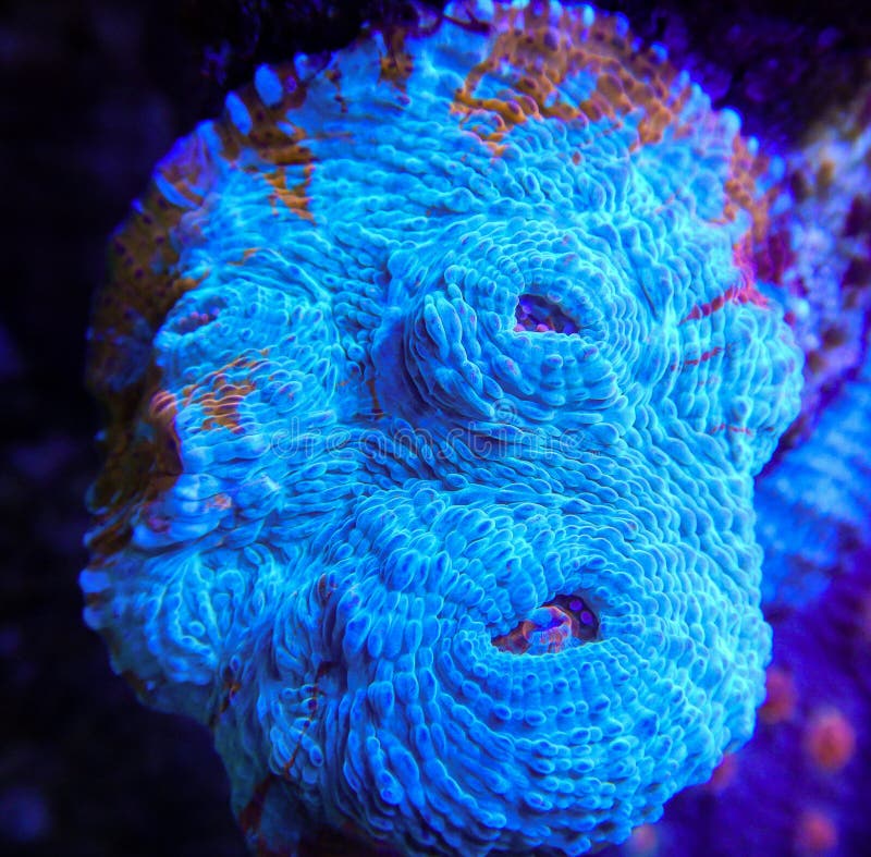 Acanthastrea echinata stock image. Image of tentacles - 140337869