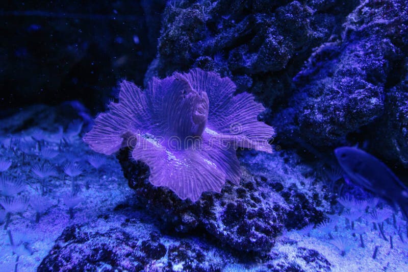 Acanthastrea polyps stock photo. Image of organism, tropical - 272035276