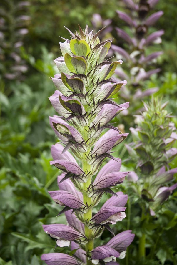 Acanthe photo stock. Image du vert, été, beauté, centrale - 35872952