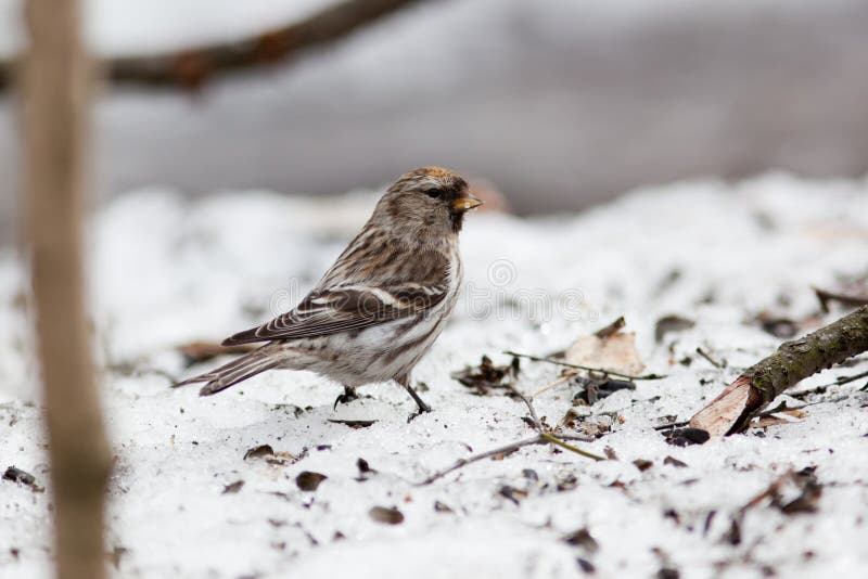 Acanthis flammea, Redpoll. stock image. Image of passeriformes - 22086871