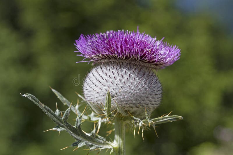 Reuze Distel (Onopordum Acanthium) Stock Foto - Image of purper ...