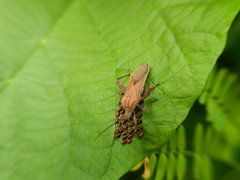Acanthocephala Terminalis Insect is Guarding Eggs on a Green Leaf Stock ...