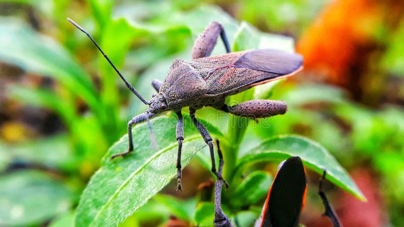 Acanthocephala Terminalis or Squas Bug Stock Image - Image of ...