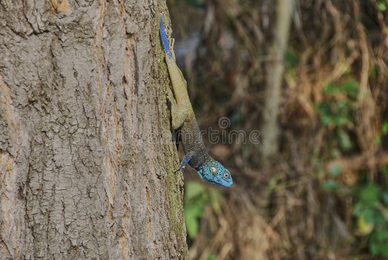 375 Blue Headed Agama Lizard Stock Photos - Free & Royalty-Free Stock ...