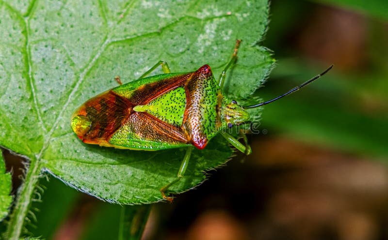 Acanthosoma Haemorrhoidale Aka Hawthorn Shieldbug on a Green Leaf Stock ...