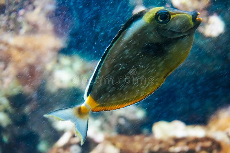 Acanthurus Coeruleus - Blue Saltwater Fish Stock Image - Image of coral ...