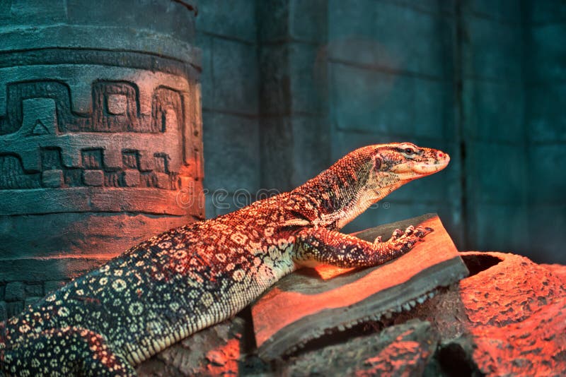 Acanthurus Di Varano Animali Esotici Nell'habitat Artificiale Immagine ...