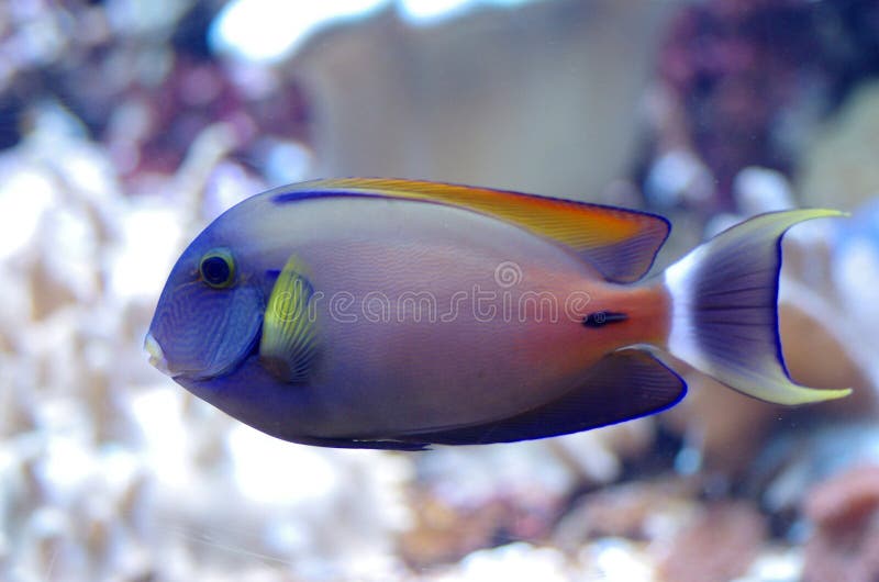 Acanthurus Fish in the Aquarium Stock Image - Image of tang, tropic ...