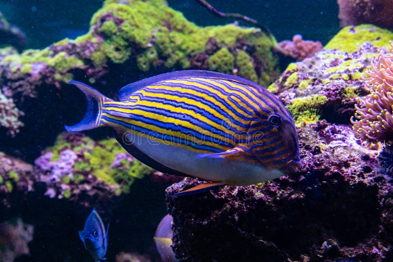 Acanthurus lineatus fish stock image. Image of colorful - 115036829