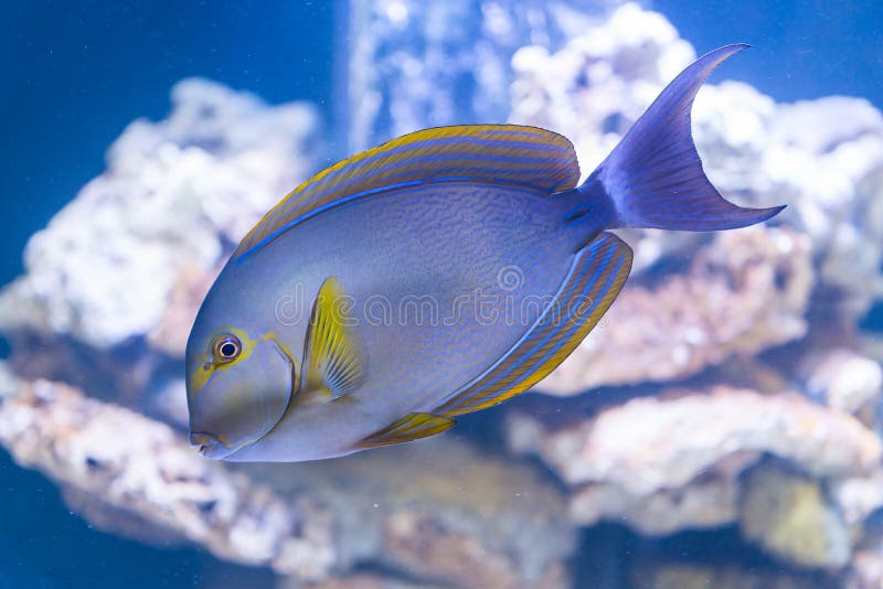 Acanthurus Xanthopterus - Yellowfin Surgeonfish Stock Photo - Image of ...