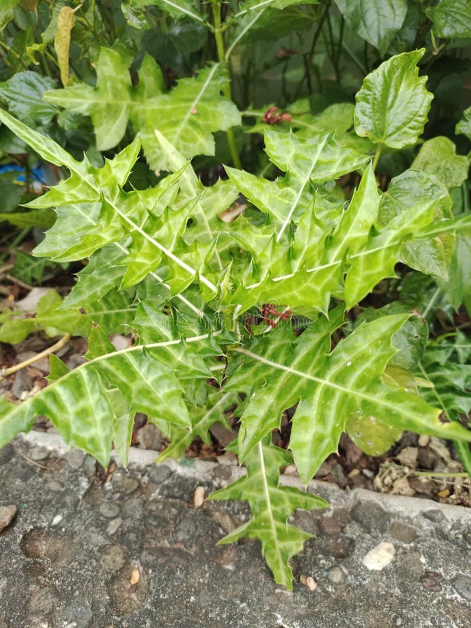 Acanthus ebracteatus stock photo. Image of palm, durio - 266470202