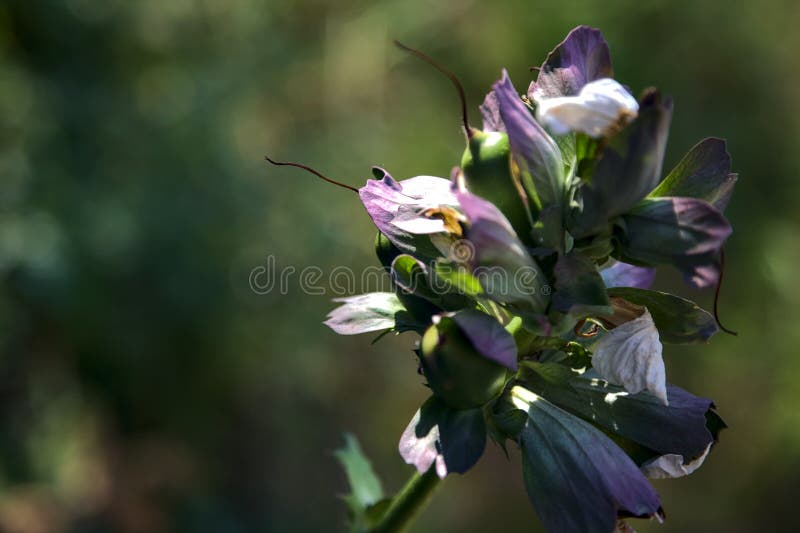 Acanthus flower in bloom stock photo. Image of color - 253513802