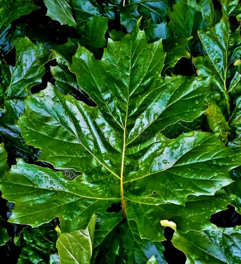 Acanthus Stock Photos - Download 1,192 Royalty Free Photos