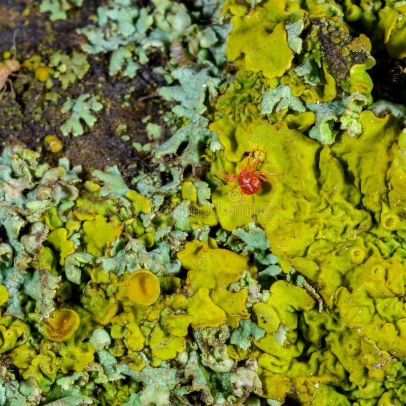 Anystis Agilis Red Predatory Mite Stock Photos - Free & Royalty-Free ...