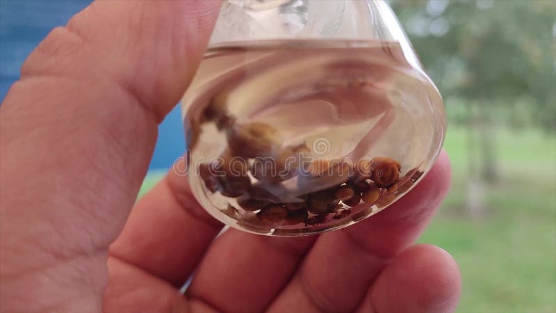Acari Mites in the Jar. Ixodes Tick Stock Video - Video of predator ...