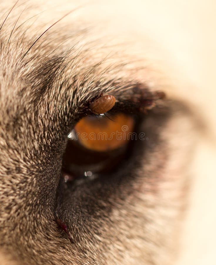 Acari Sull'occhio Di Un Cane Fotografia Stock - Immagine di pulce ...