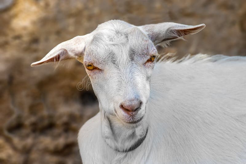 Acaricie Una Cabra Blanca Sin Los Cuernos Foto de archivo - Imagen de ...