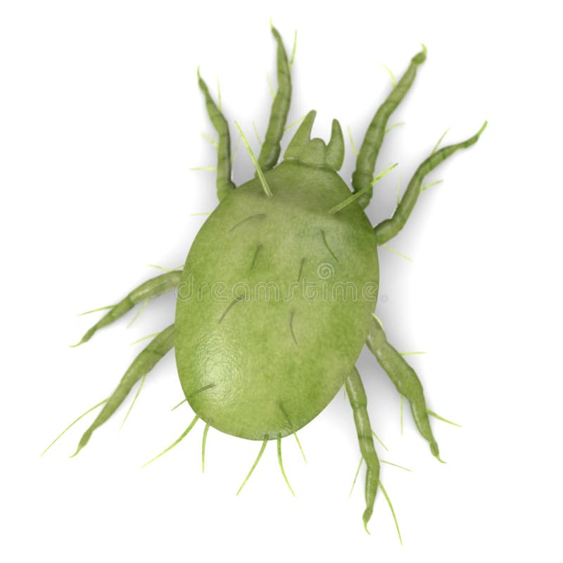 Acarides détaillés illustration stock. Illustration of maison - 23706569