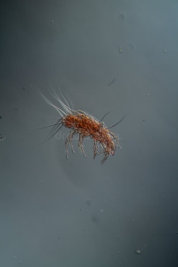 Acarien sous le microscope image stock. Image du exosquelette - 190739183