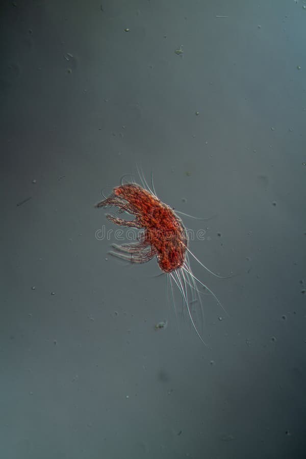 Acarien sous le microscope image stock. Image du brun - 190739197