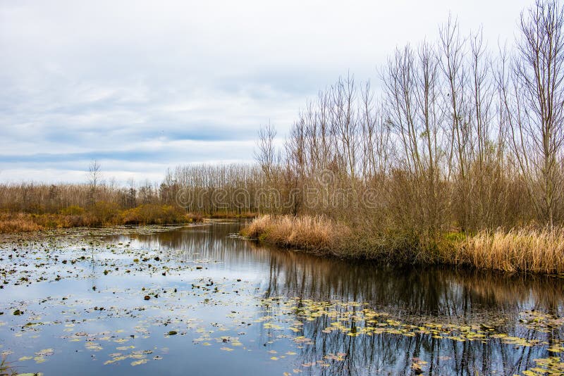 Acarlar Floodplain Forest in Karasu. Sakarya, Turkey. Stock Image ...