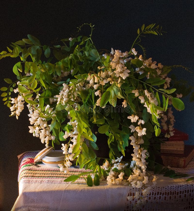 Acasia flowers stock image. Image of native, plant, flowers - 85708587