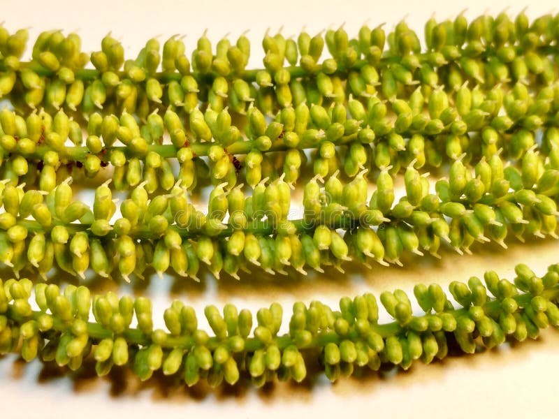 Acasia flowers stock image. Image of native, plant, flowers - 85708587